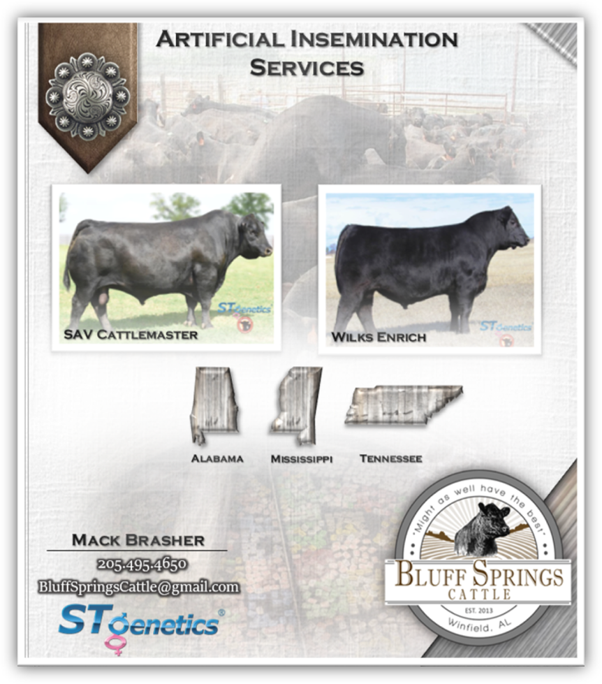 Bluff Springs Cattle