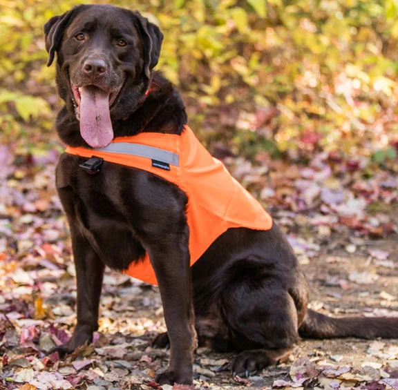 Labrador Retriever Hunting Vest