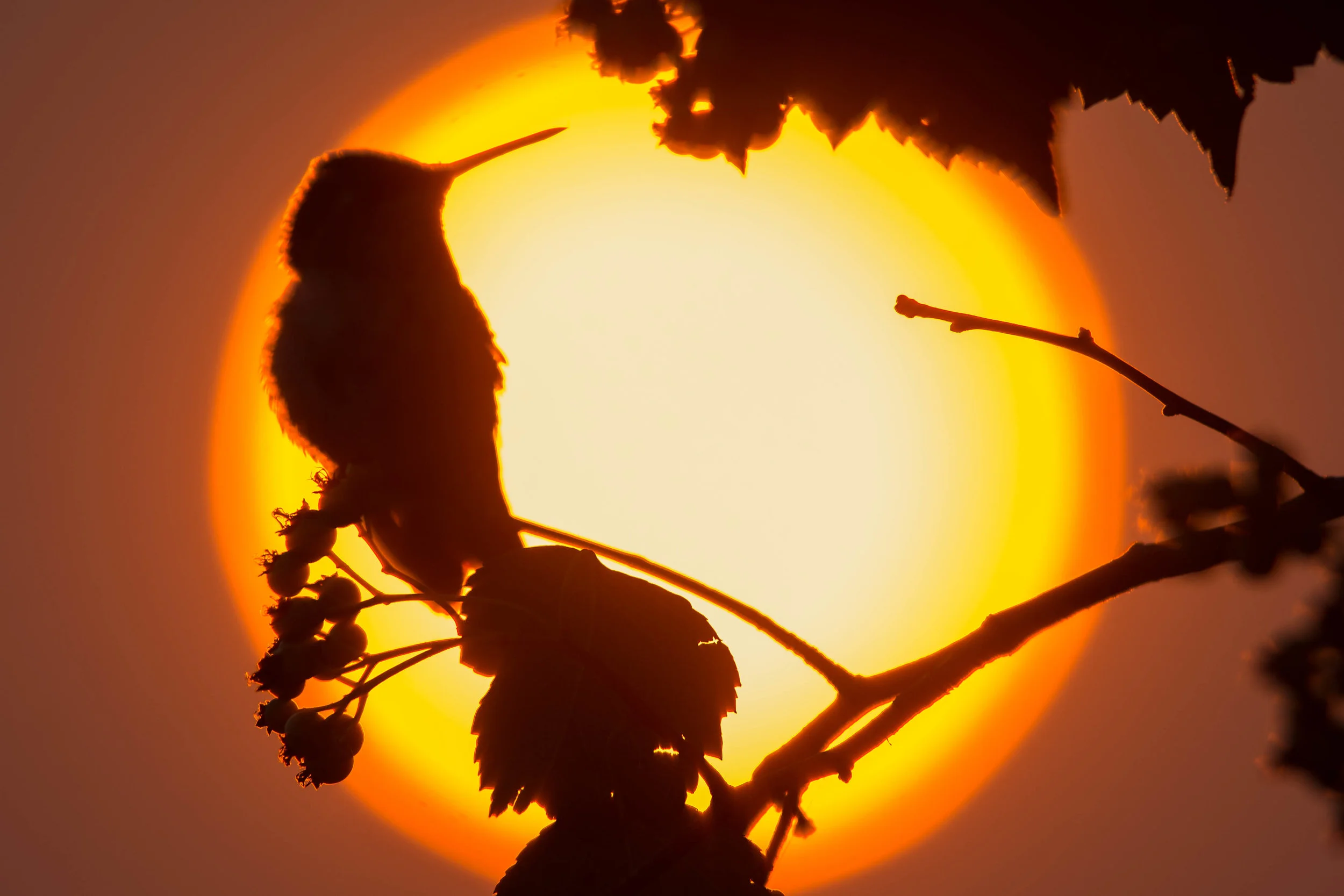 Yard Birds - Reno — byjcb photography