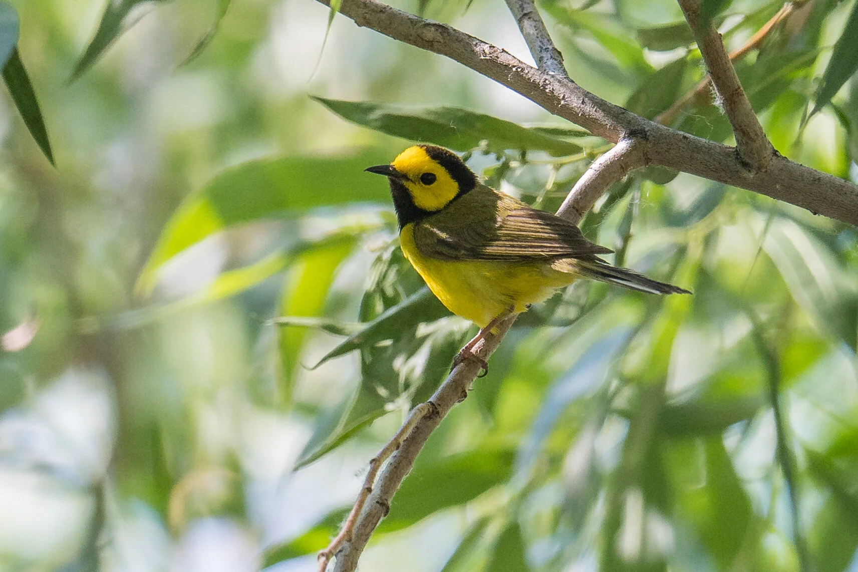2020 Northern Nevada Rare Spring Migrants — byjcb photography