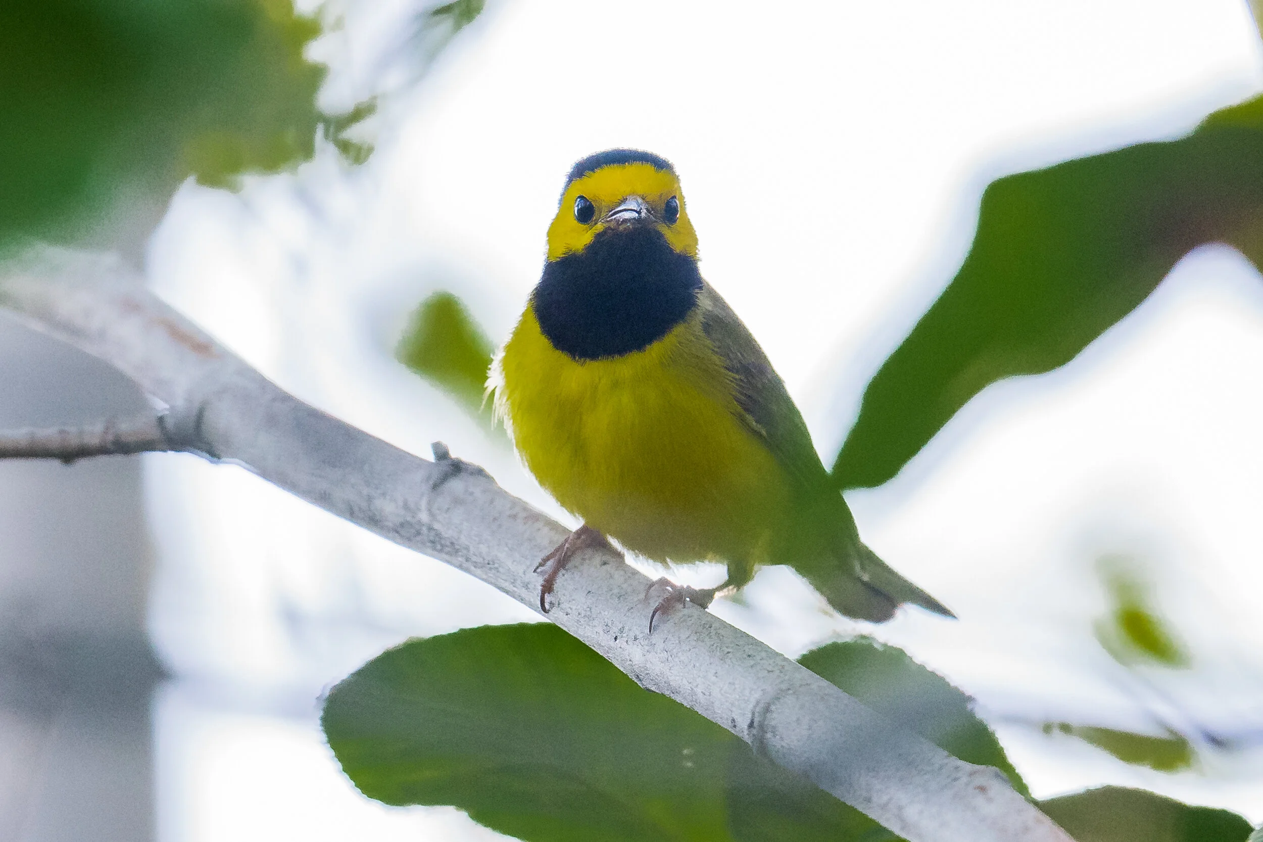 2020 Northern Nevada Rare Spring Migrants — byjcb photography