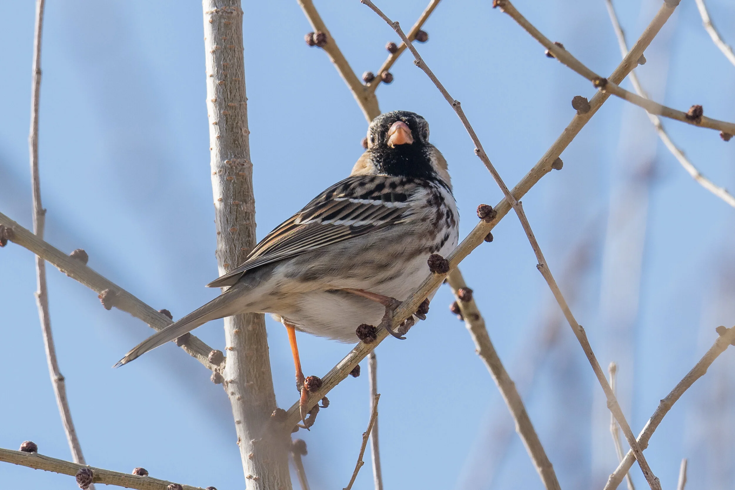 2020 Northern Nevada Rare Spring Migrants — byjcb photography