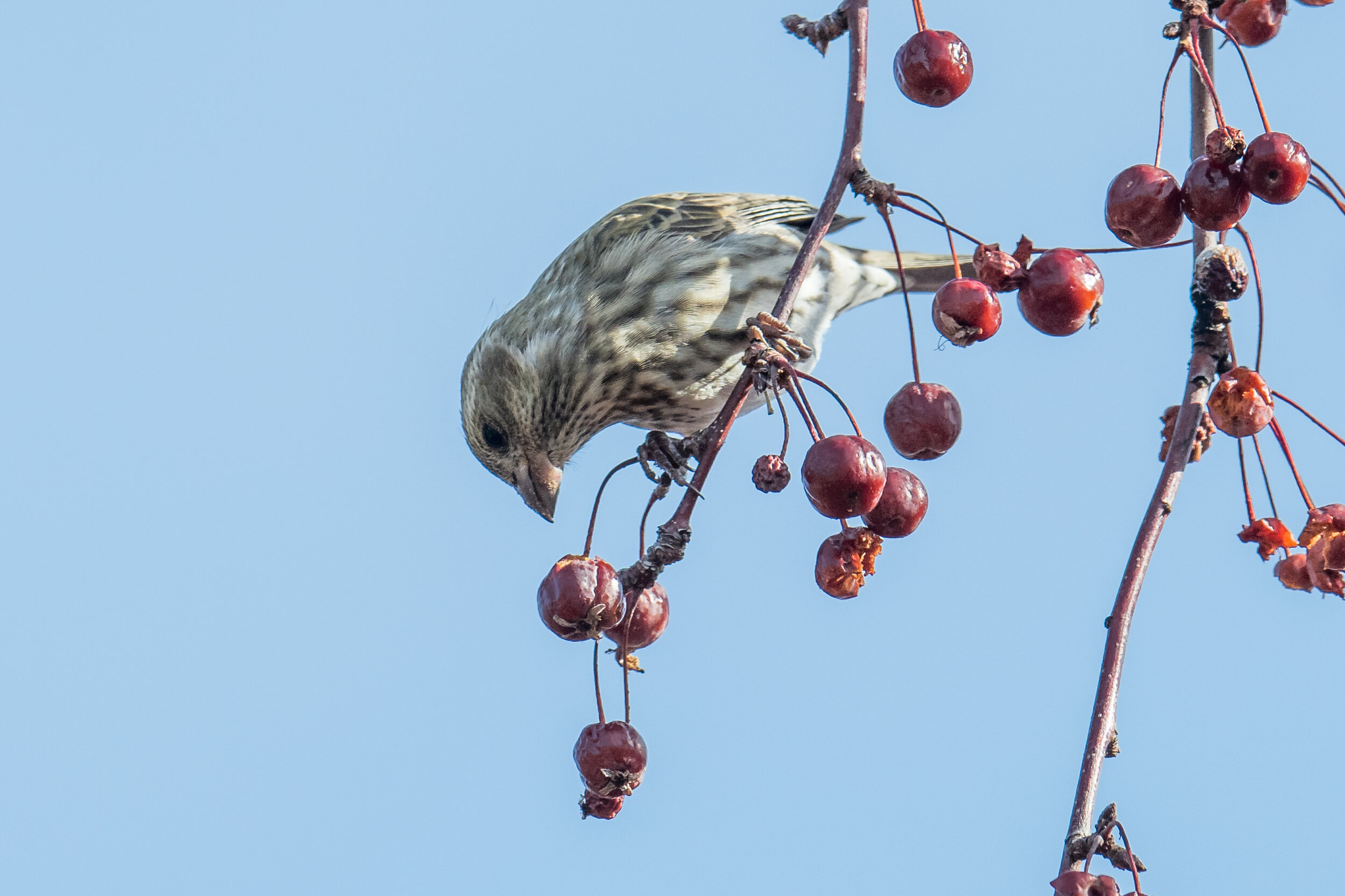 2020 Northern Nevada Rare Spring Migrants — byjcb photography