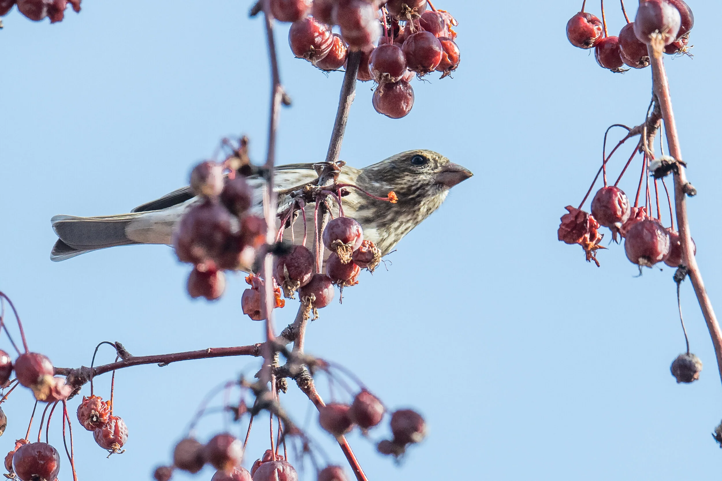 2020 Northern Nevada Rare Spring Migrants — byjcb photography