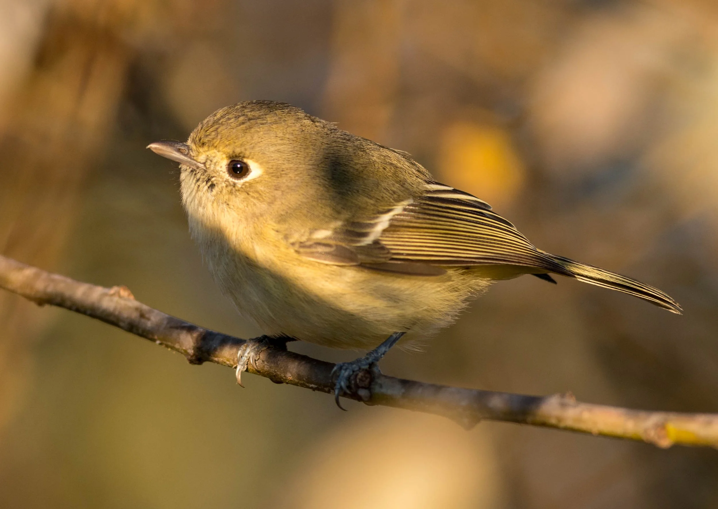 Hutton's Vireo - Special Bird — byjcb photography