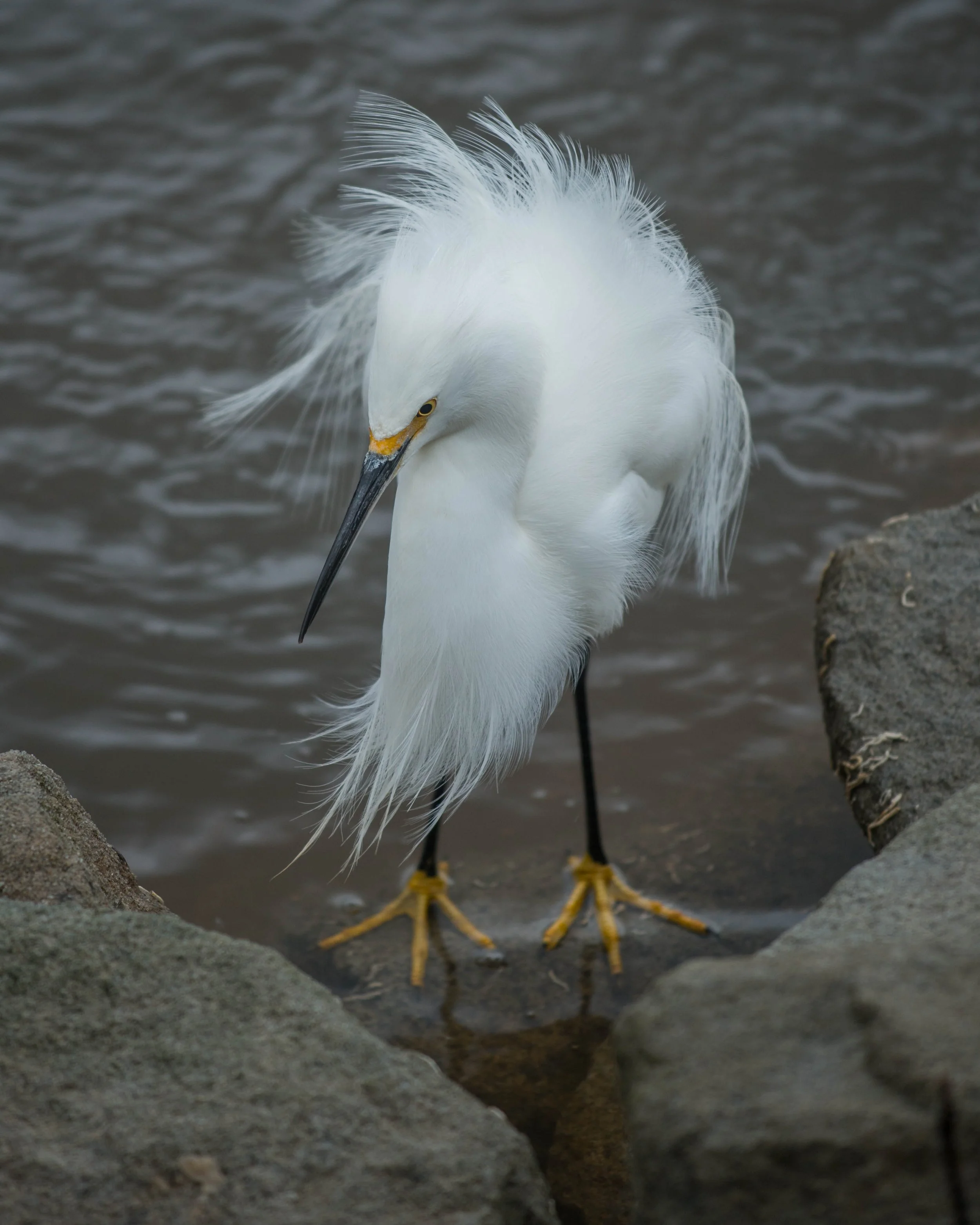 Wading Birds — byjcb photography