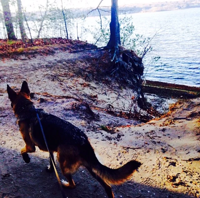 Top 5 Places To Walk Your Dog In Rhode Island — PattyJ.com