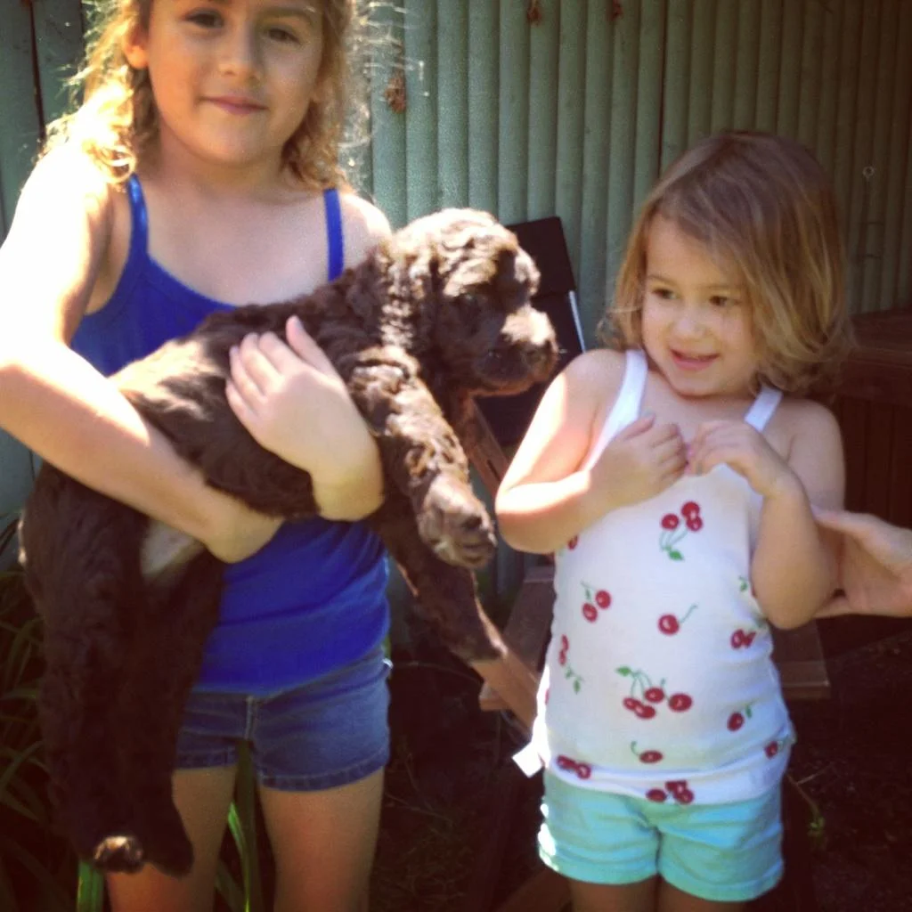 My Puppies — PicklesPups