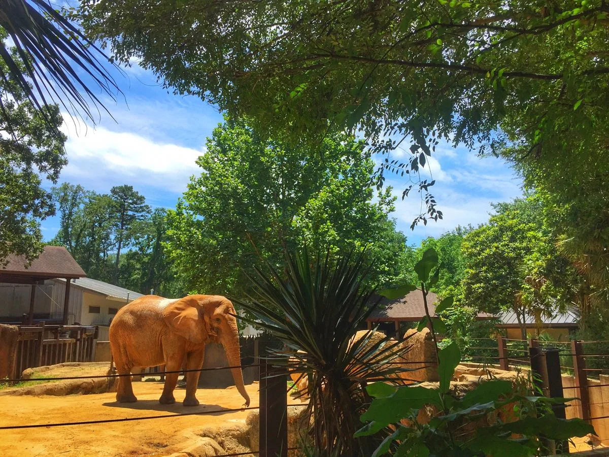 Worth the money: The best things to do in Columbia, SC — Those Crazy ...