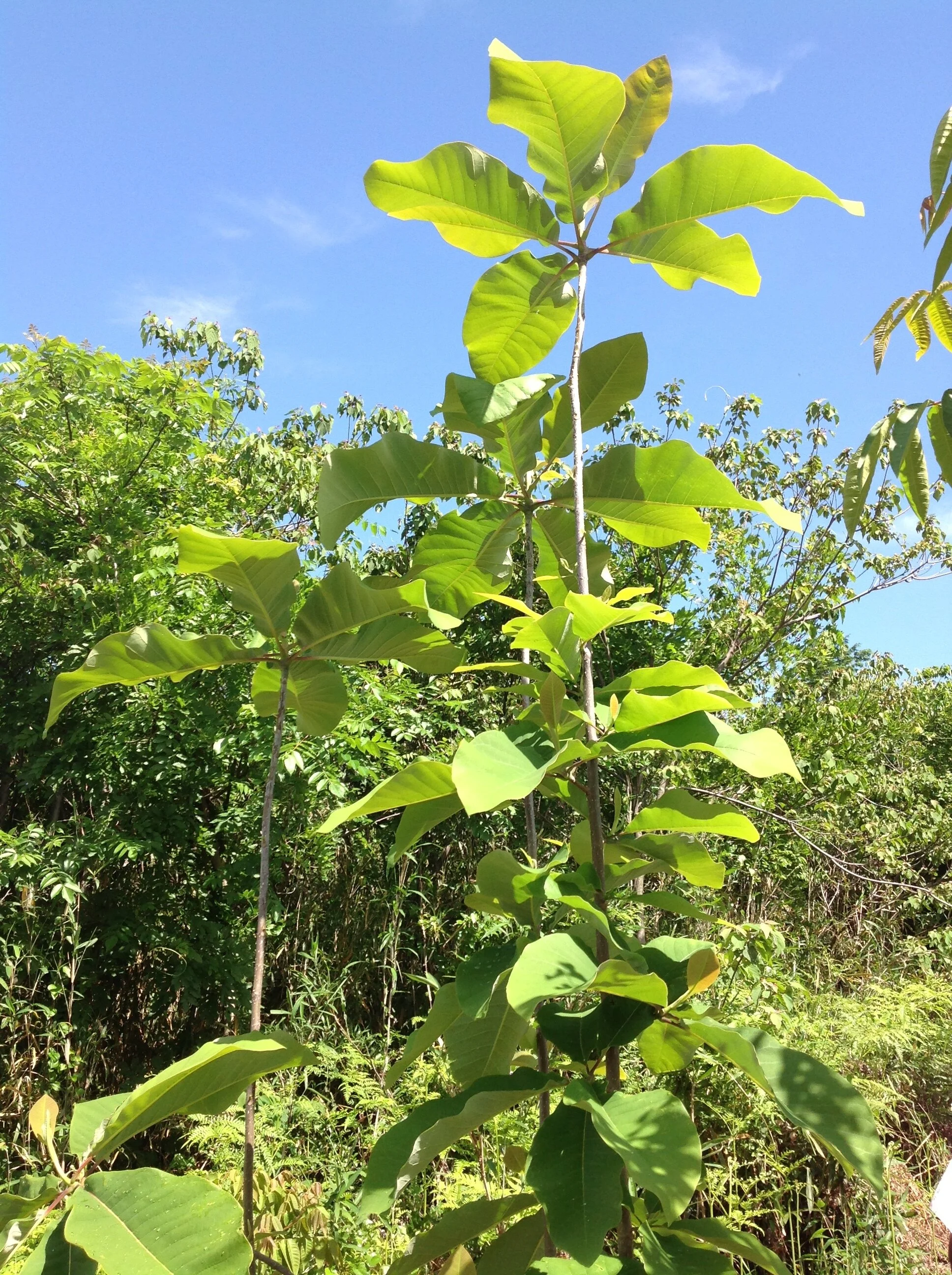 Lesson 7: Hoba-Zushi: Sushi Rice with Grilled Trout Wrapped with Hoba ...