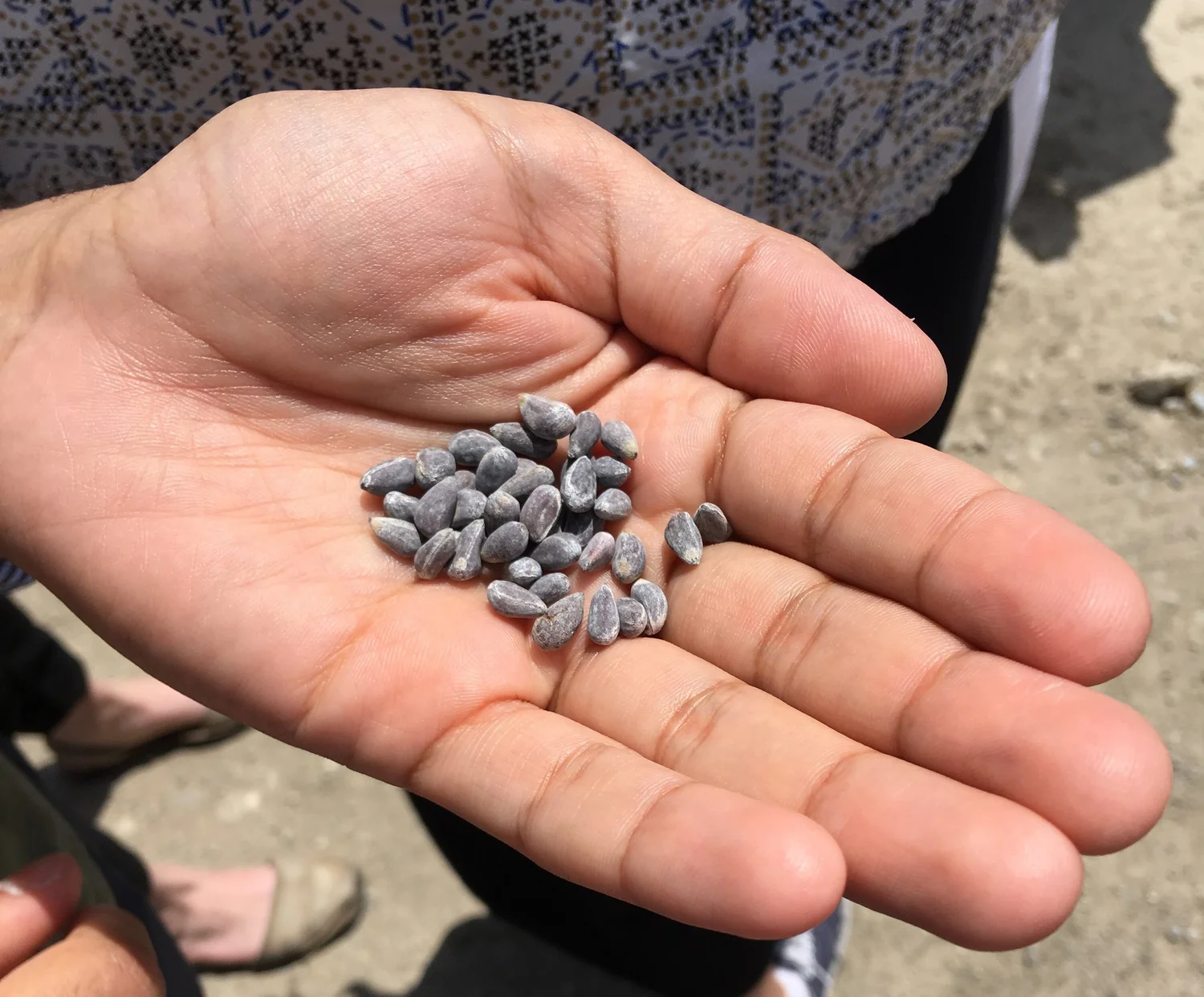 Turkey: making organic mainstream — ECOSOPHY