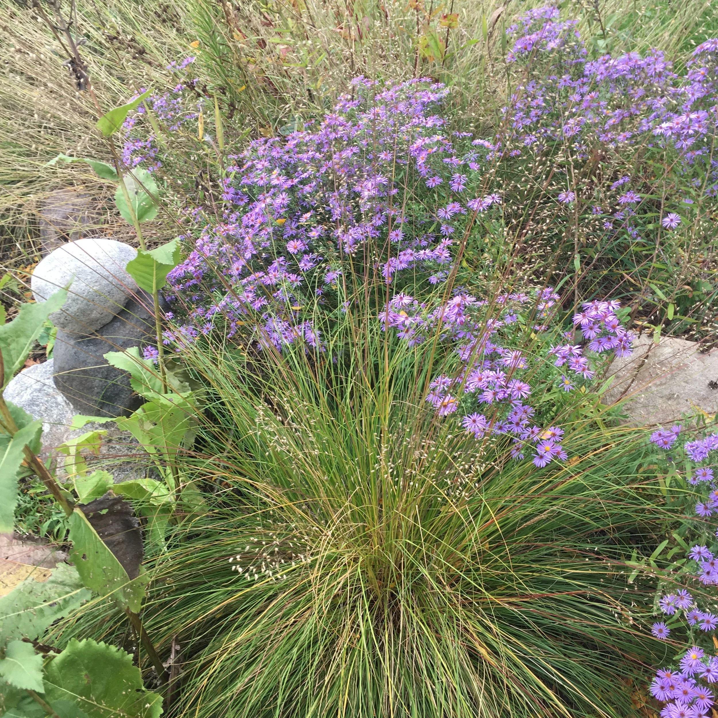 Aspen Garden & Landscape