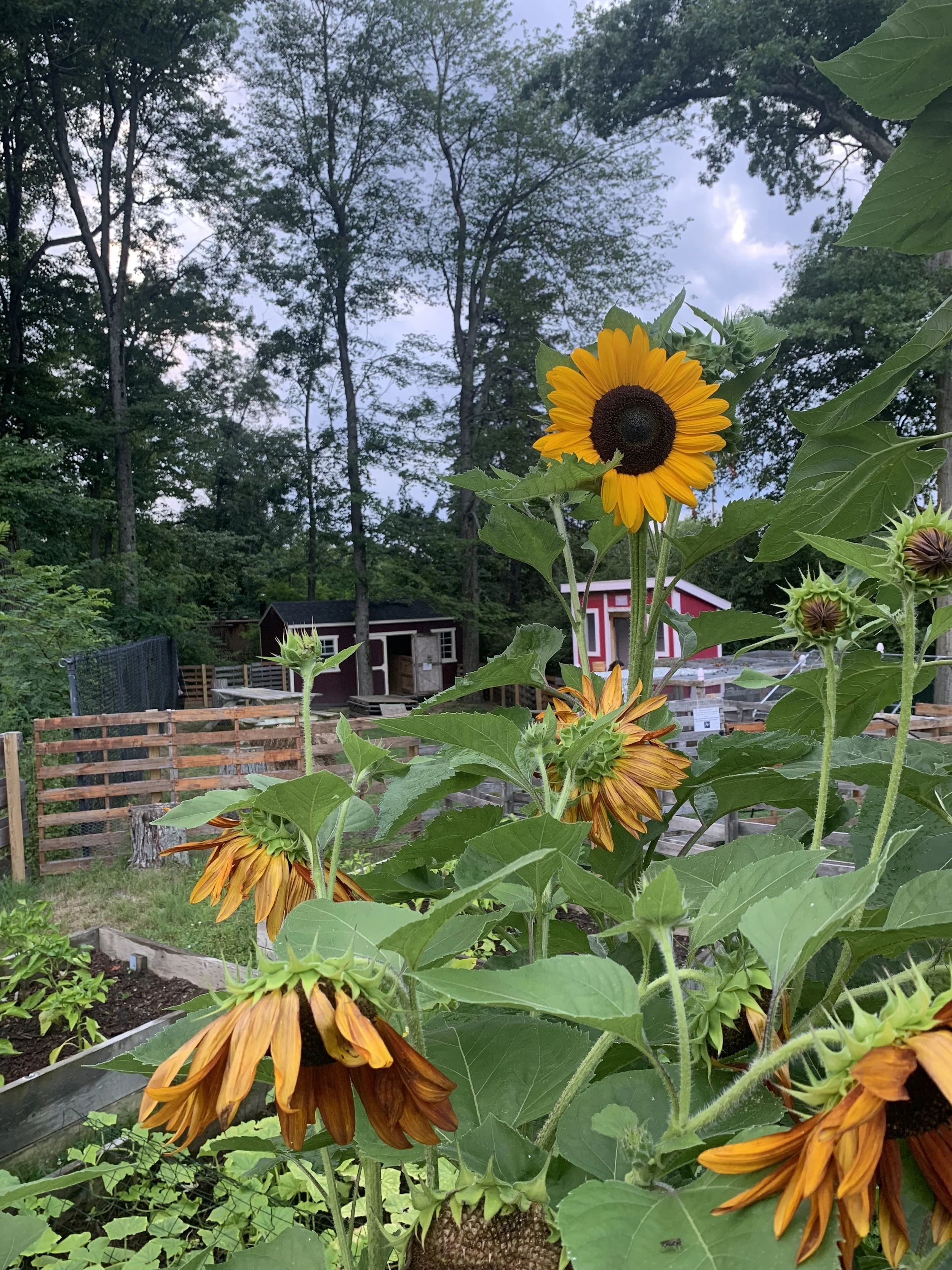 Elms Farm — Our Lady of the Elms School