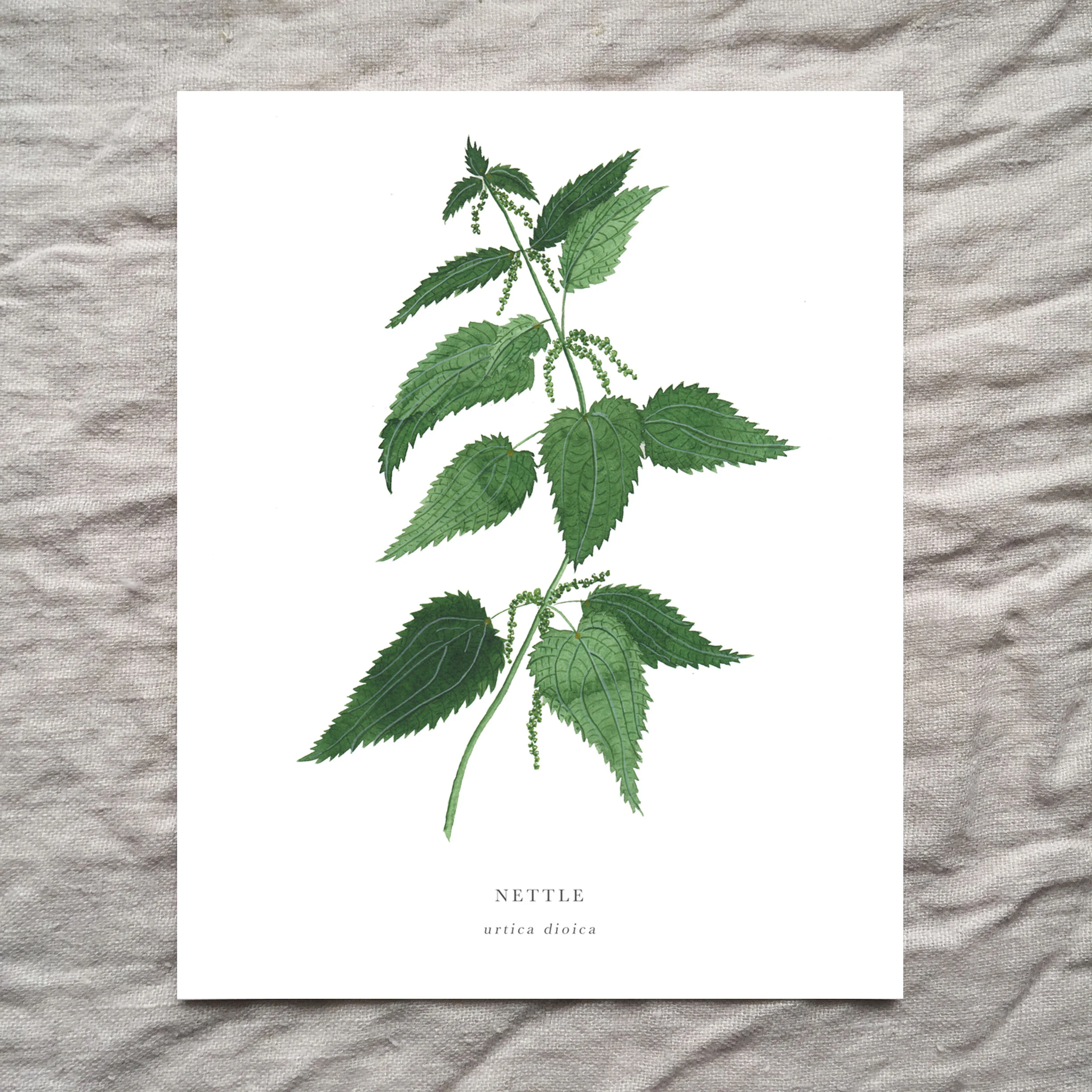 Botanical Prints — Jenni Haikonen Studio