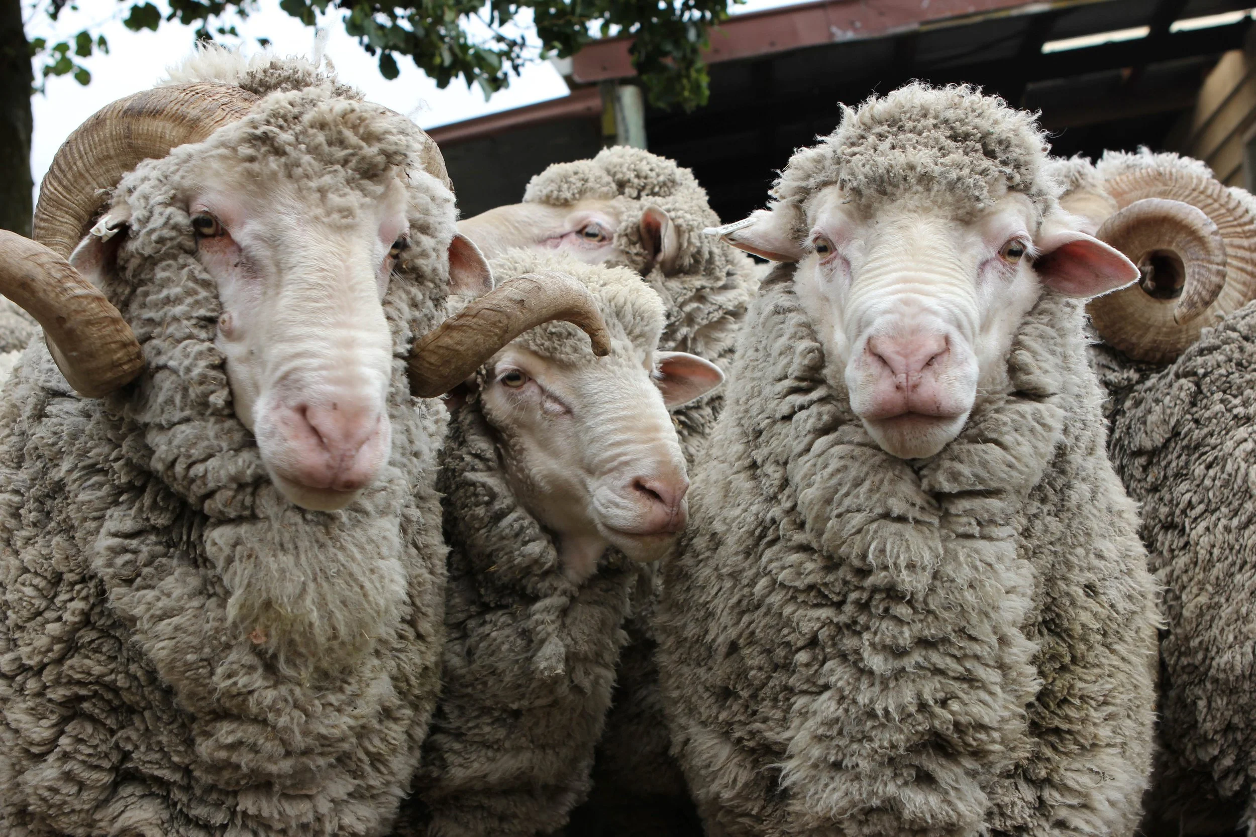 Exciting News! — Cronz