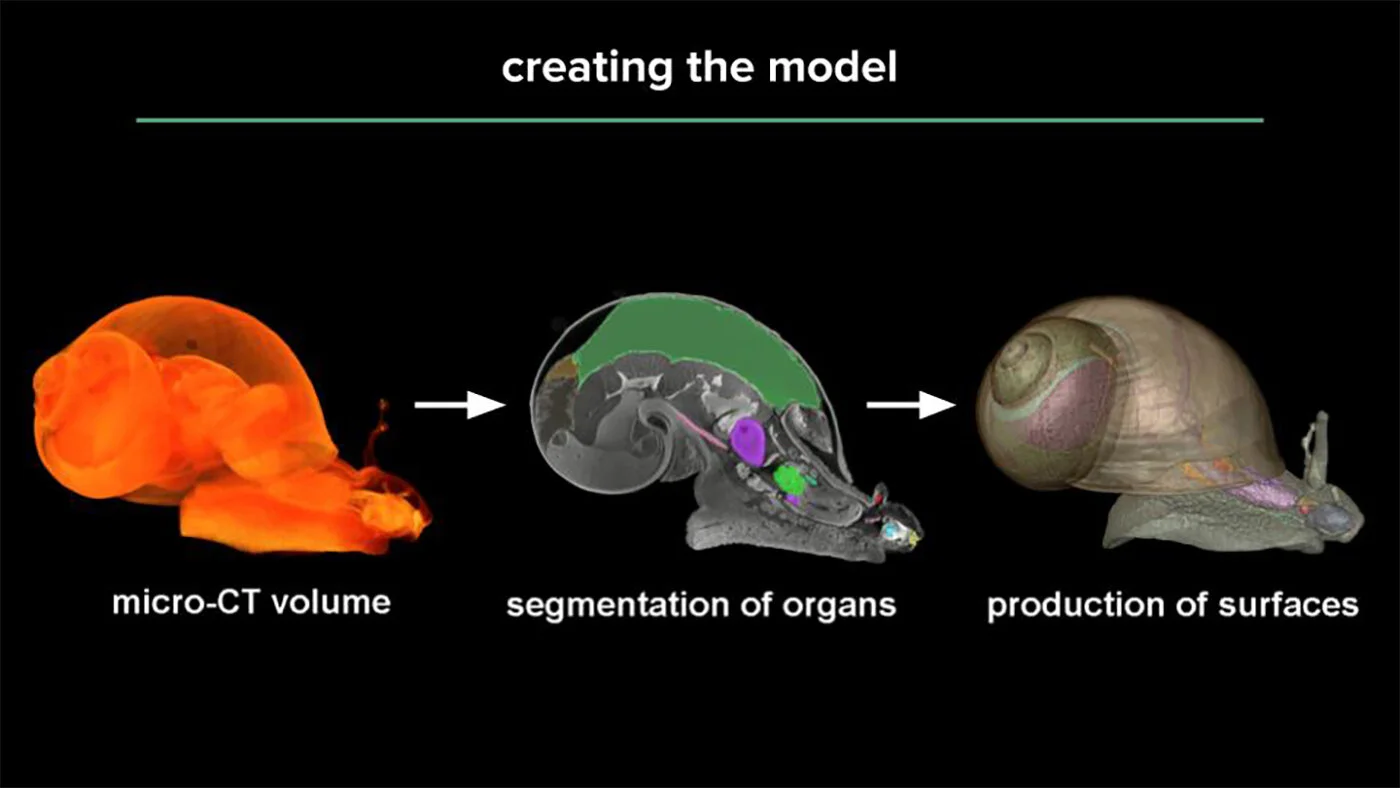 HAPI Helix Educational 3D Model — Katherine A. Wolcott