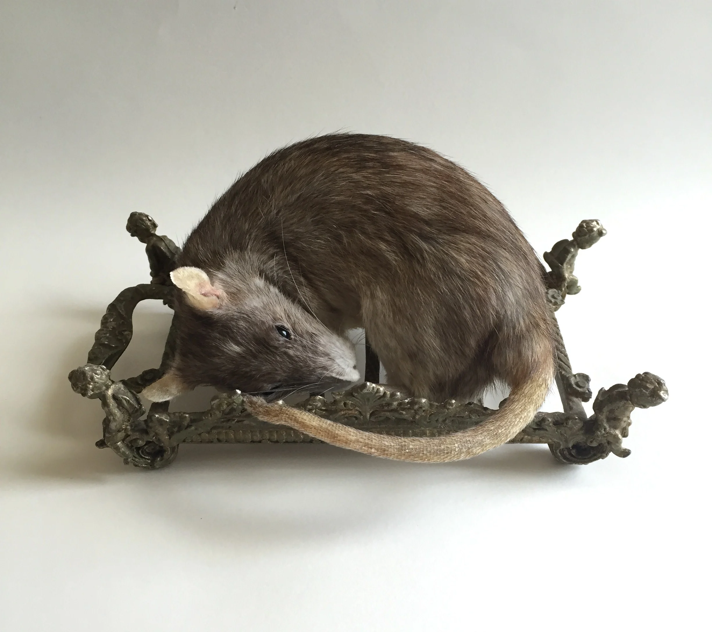 Taxidermy — Precious Creature