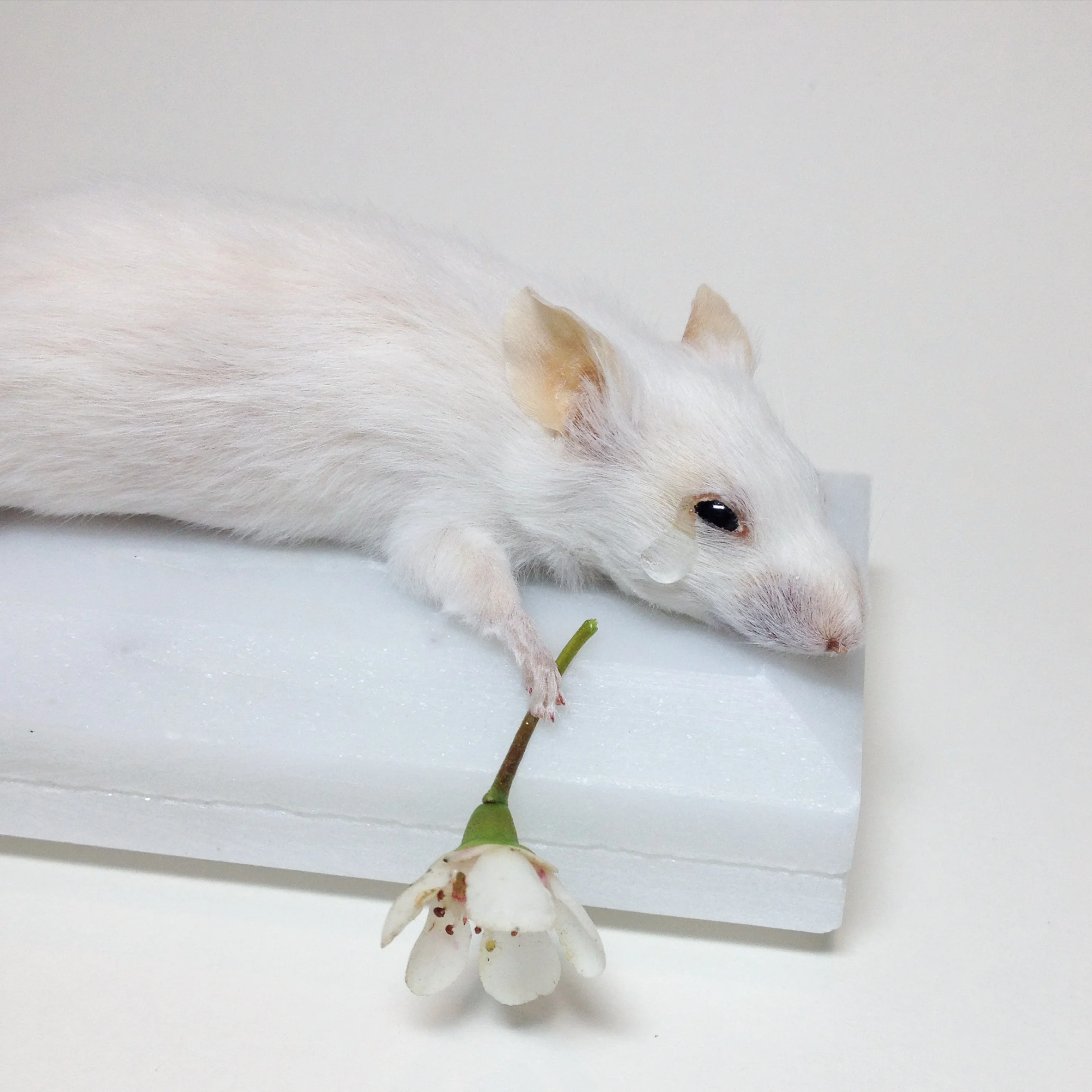 Taxidermy — Precious Creature