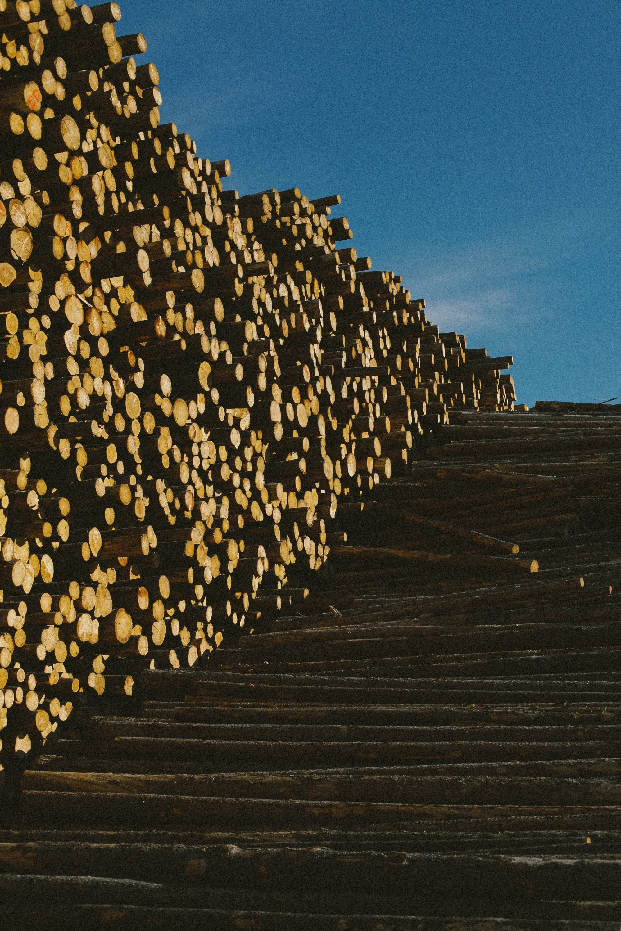 Treeline Outdoors — Our Wild Abandon