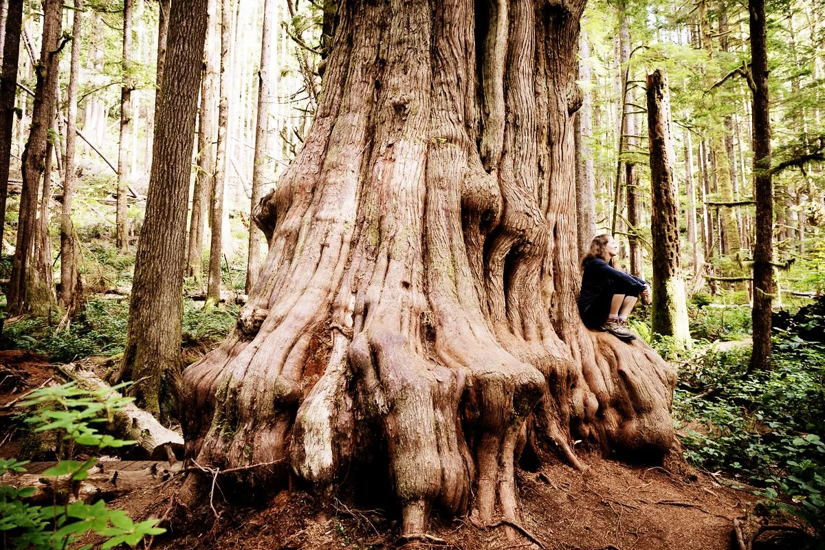 Healing through Nature : FirReal Nature Connections