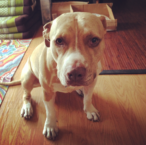 painting — Slobbr — Pawblo Picasso