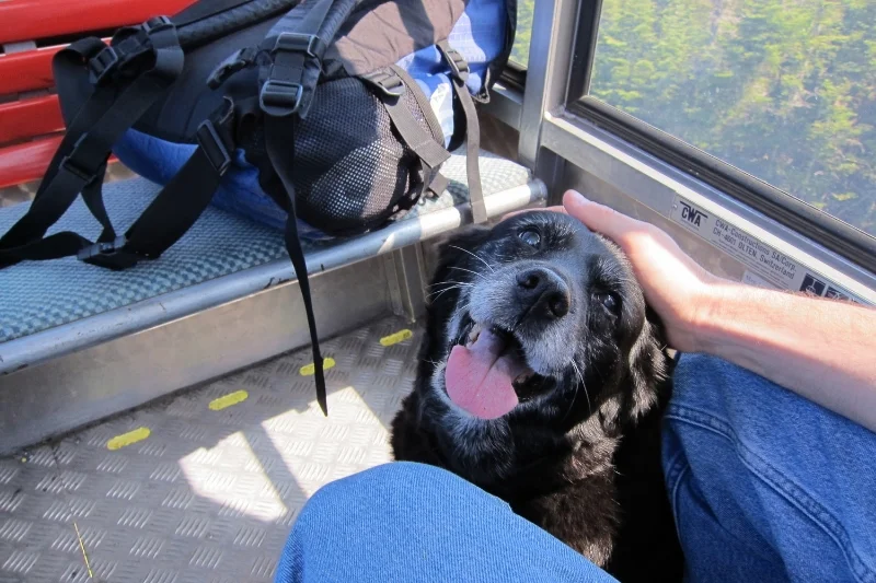 painting — Slobbr — Pawblo Picasso