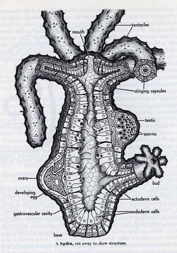 Elizabeth Newhall (Buchsbaum) — D.B. Dowd