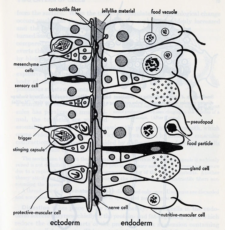 Elizabeth Newhall (Buchsbaum) — D.B. Dowd