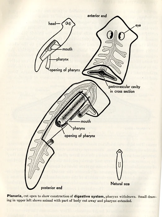 Elizabeth Newhall (Buchsbaum) — D.B. Dowd