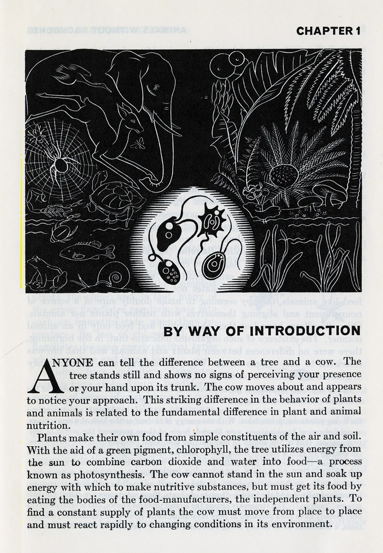 Elizabeth Newhall (Buchsbaum) — D.B. Dowd