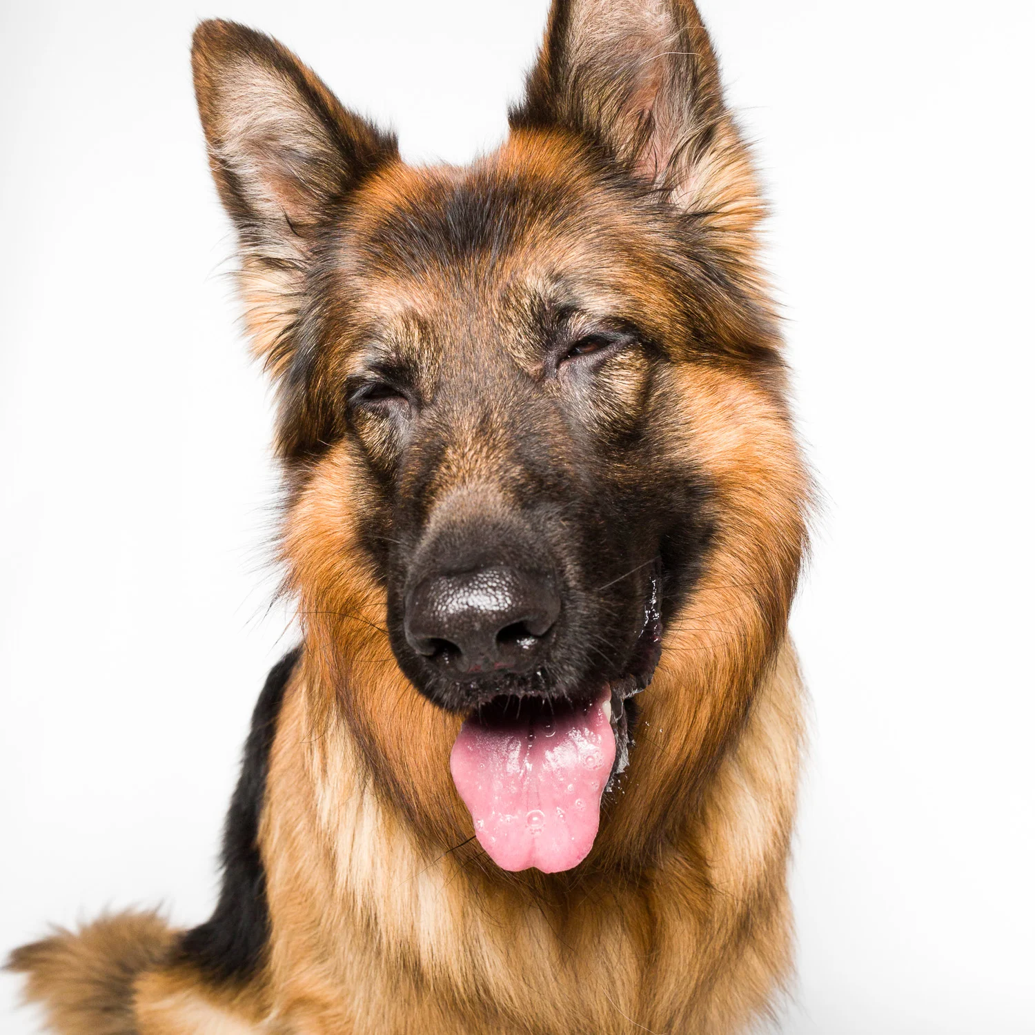 German Shepherd Dog Model for Ad Campaign — Van & Bella's