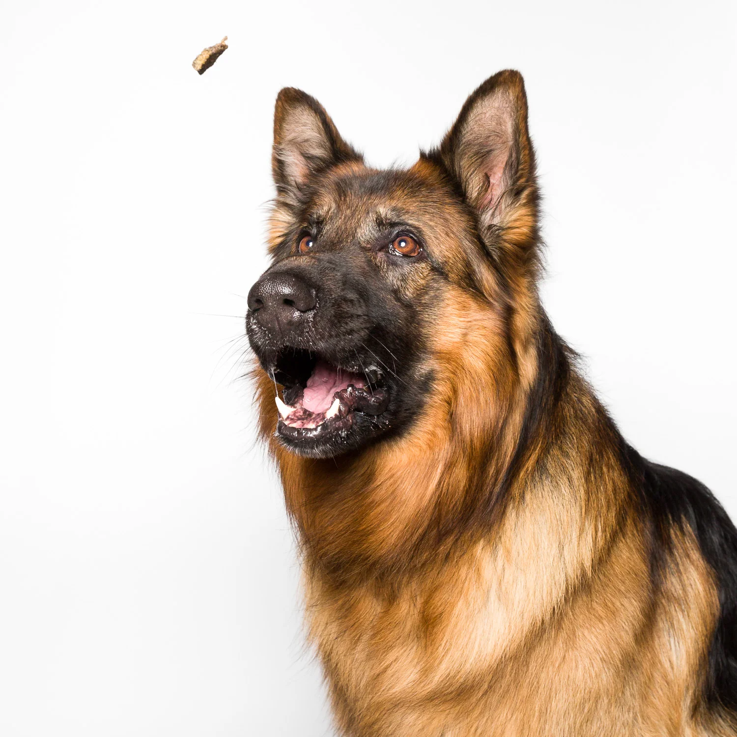 German Shepherd Dog Model for Ad Campaign — Van & Bella's