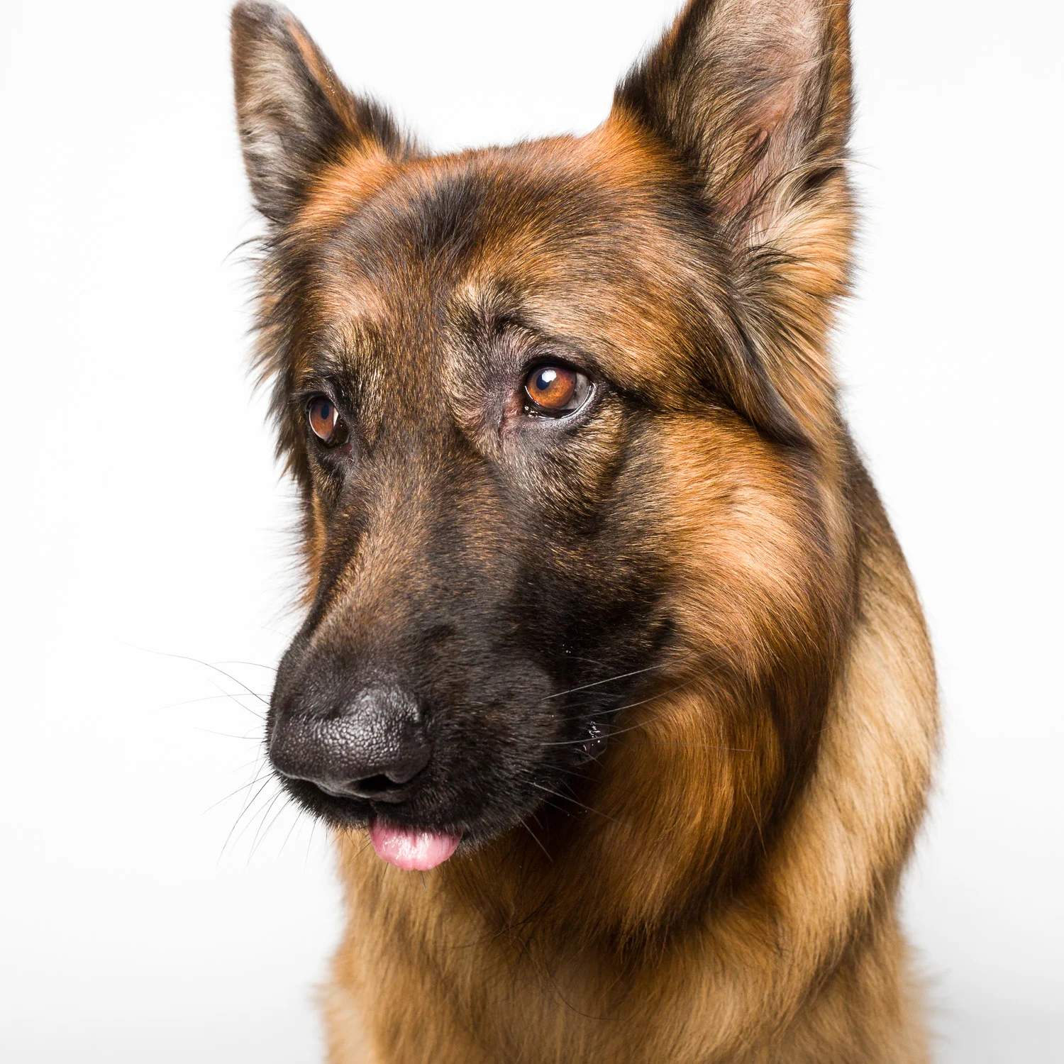 German Shepherd Dog Model for Ad Campaign — Van & Bella's