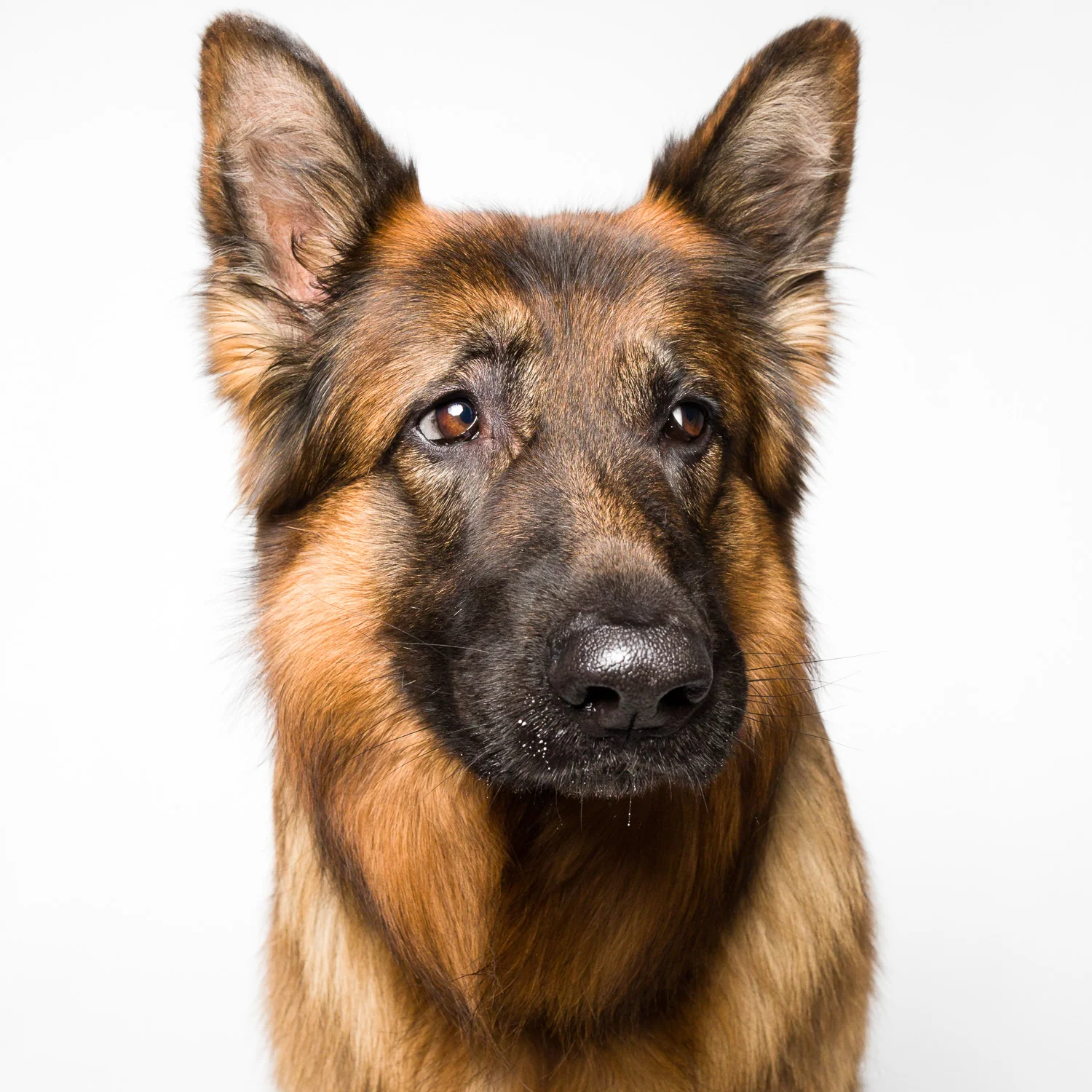 German Shepherd Dog Model for Ad Campaign — Van & Bella's