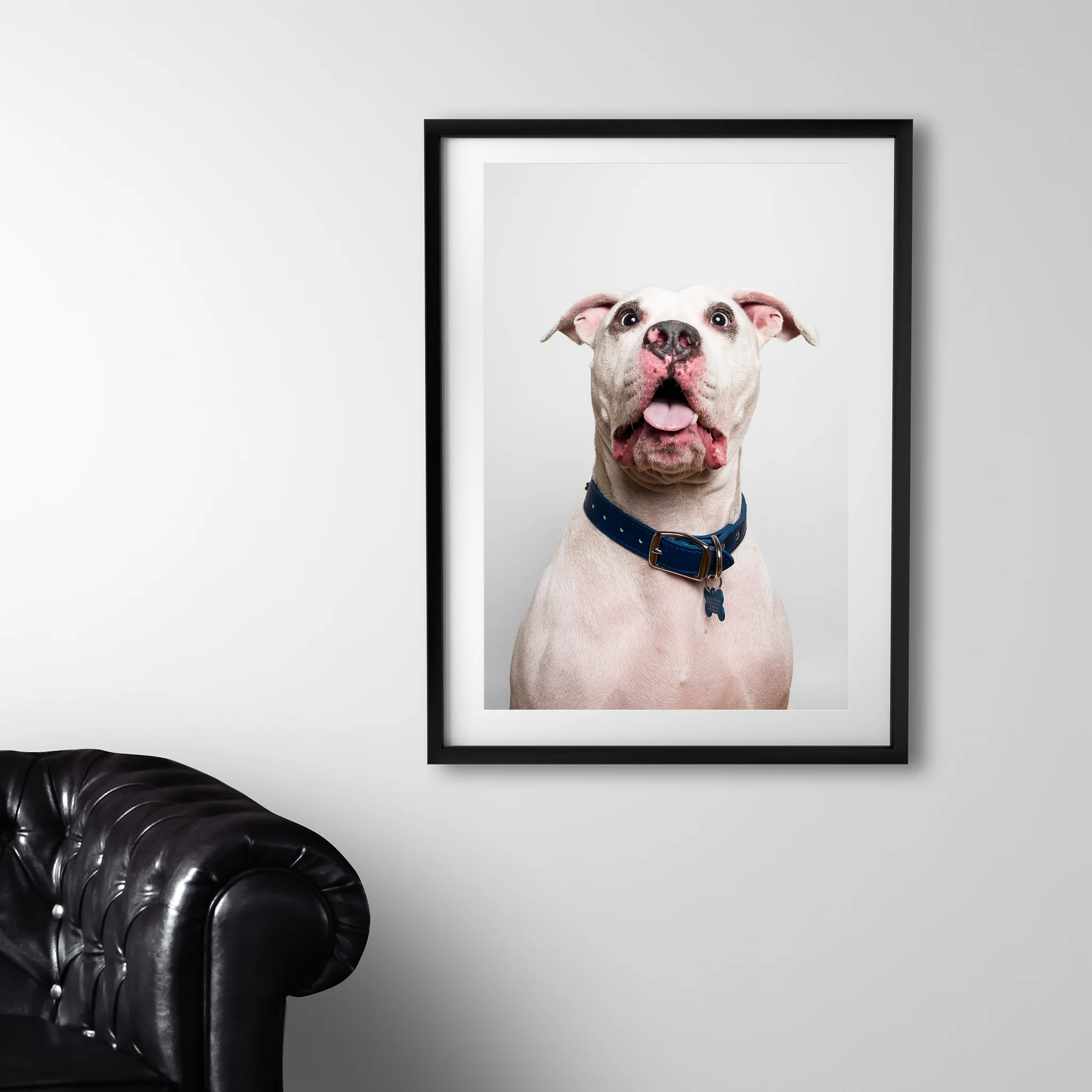 Pit Bull Portrait - Dog Fine Art | AMSTAPHY — Van and Bella's