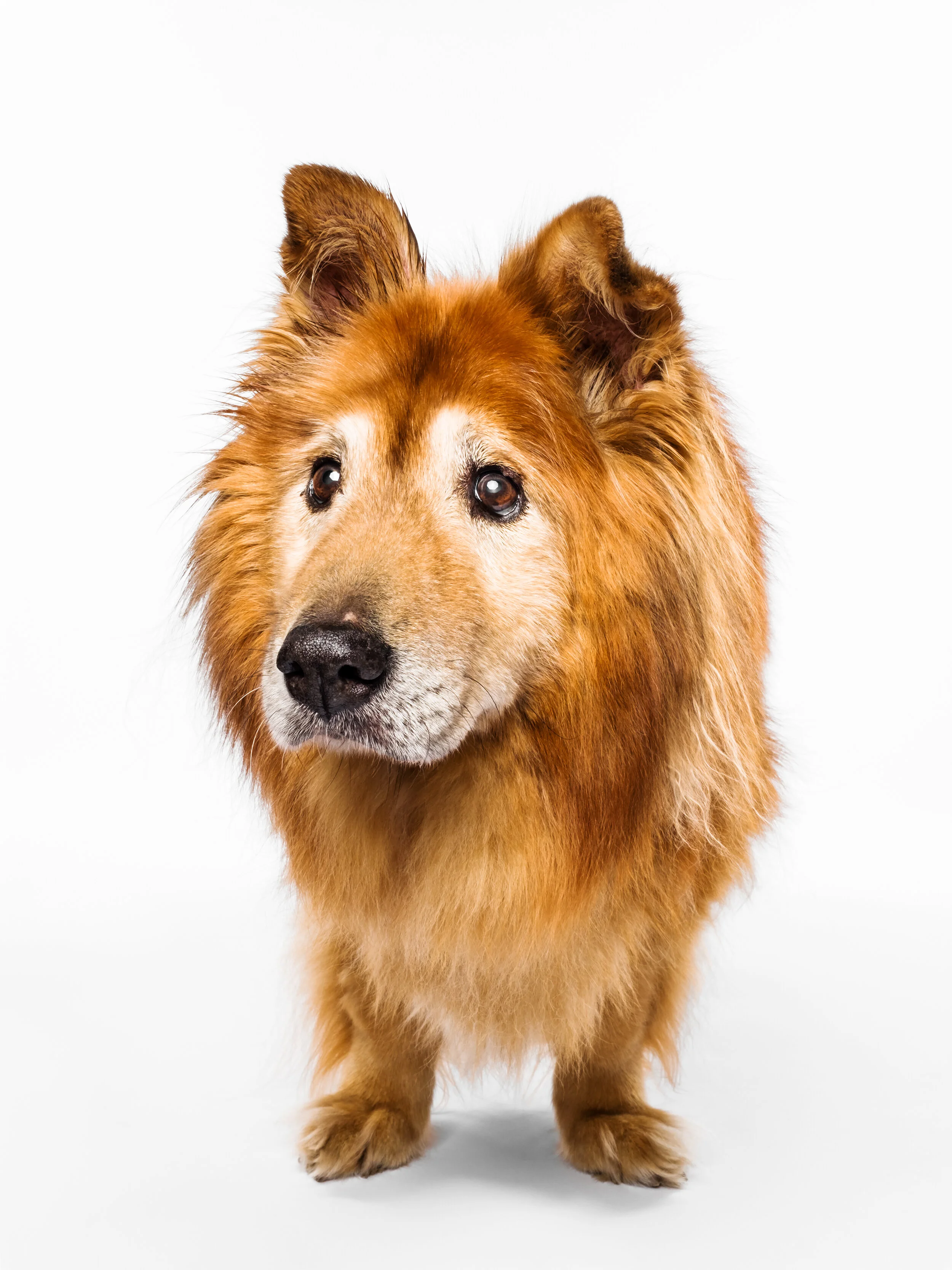 Chow Chow Mix Photographed by Van & Bella's, Pet Photography Studio ...