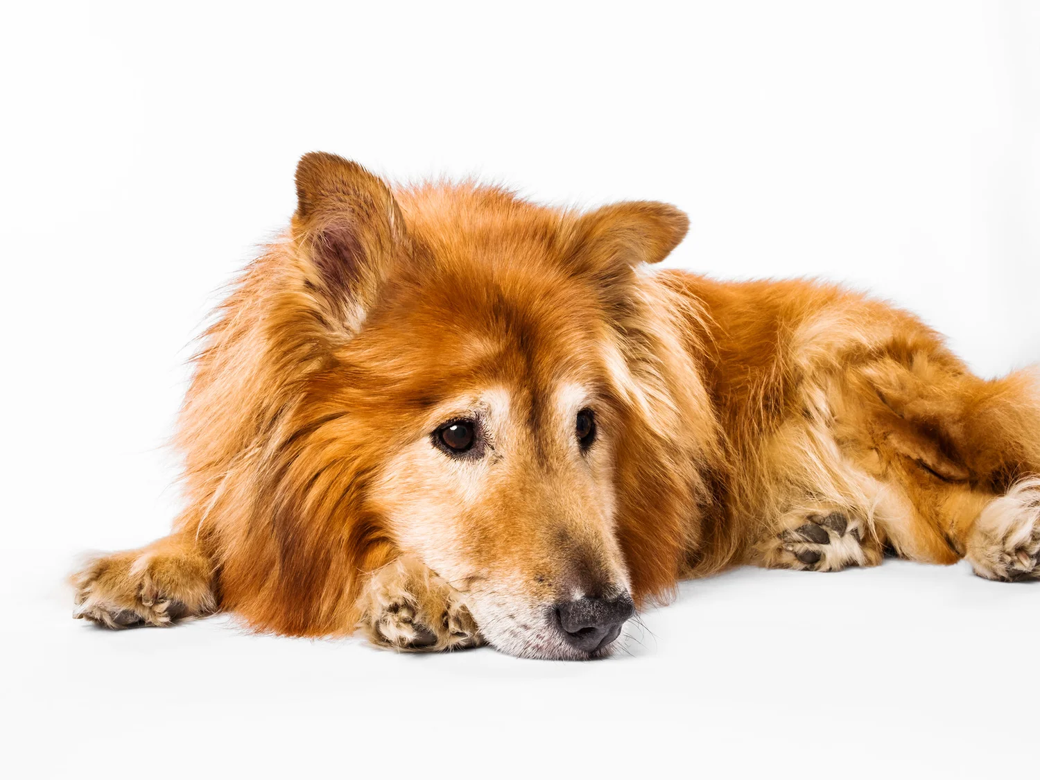 Chow Chow Mix Photographed by Van & Bella's, Pet Photography Studio ...