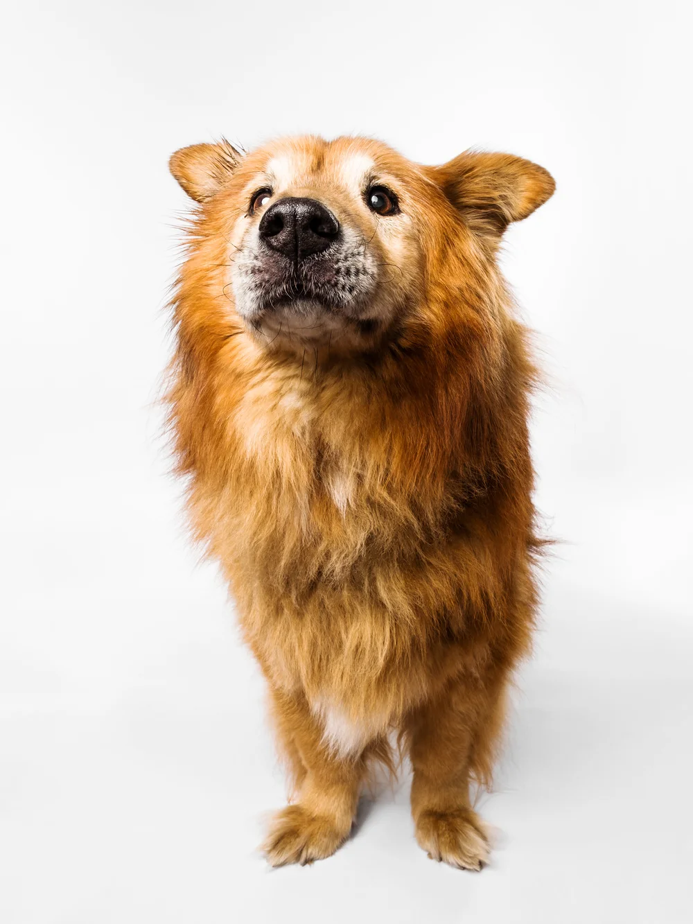 Chow Chow Mix Photographed by Van & Bella's, Pet Photography Studio ...