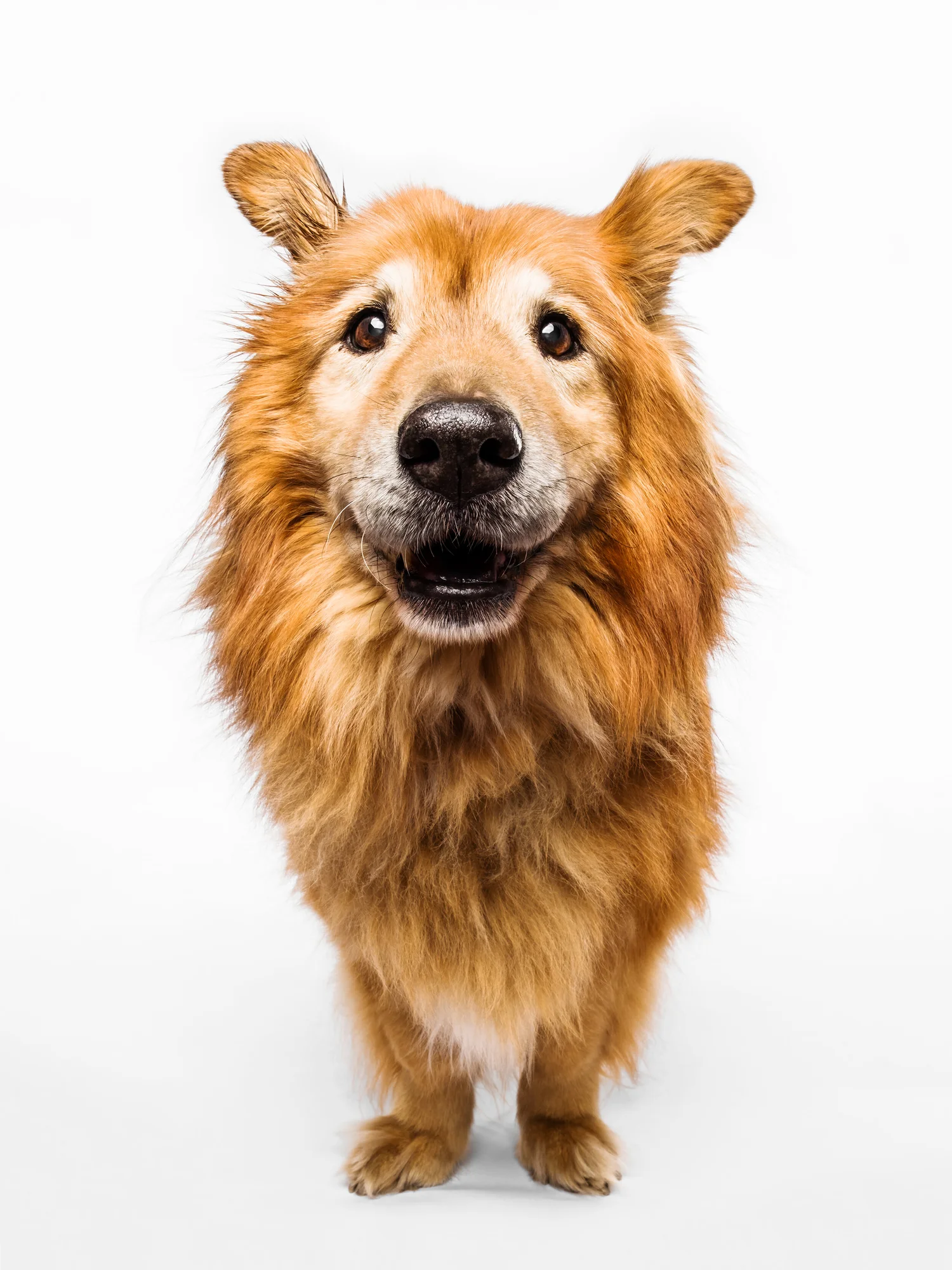 Chow Chow Mix Photographed by Van & Bella's, Pet Photography Studio ...