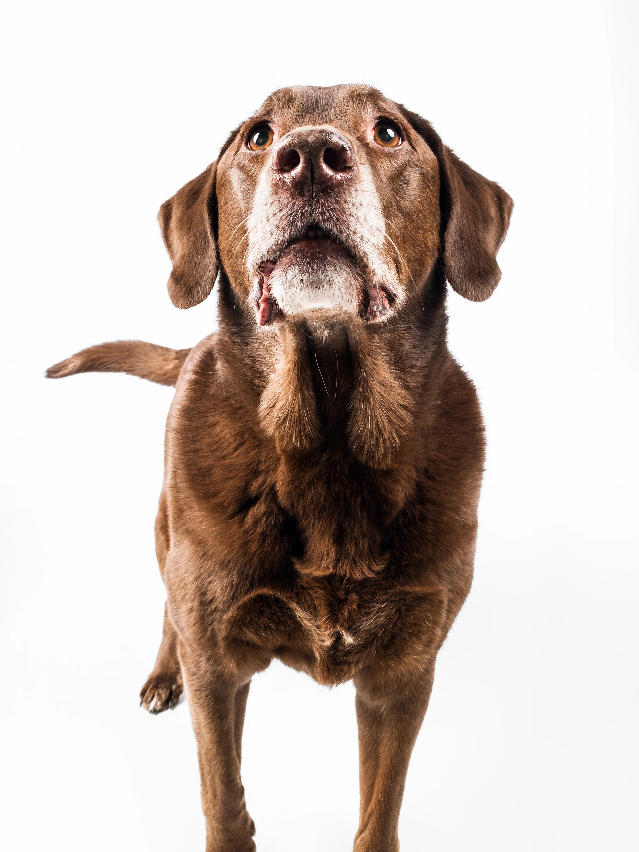 Dog Portraits of a Labrador and Weimaraner in Chicago — Van & Bella's