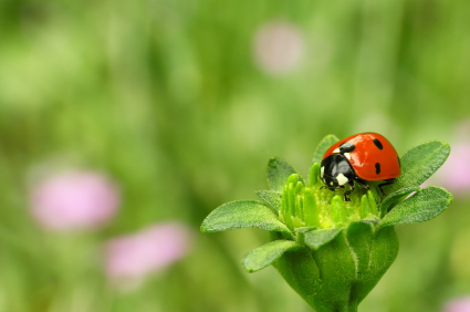 Being Chemical Free — Permaculture Northern Beaches