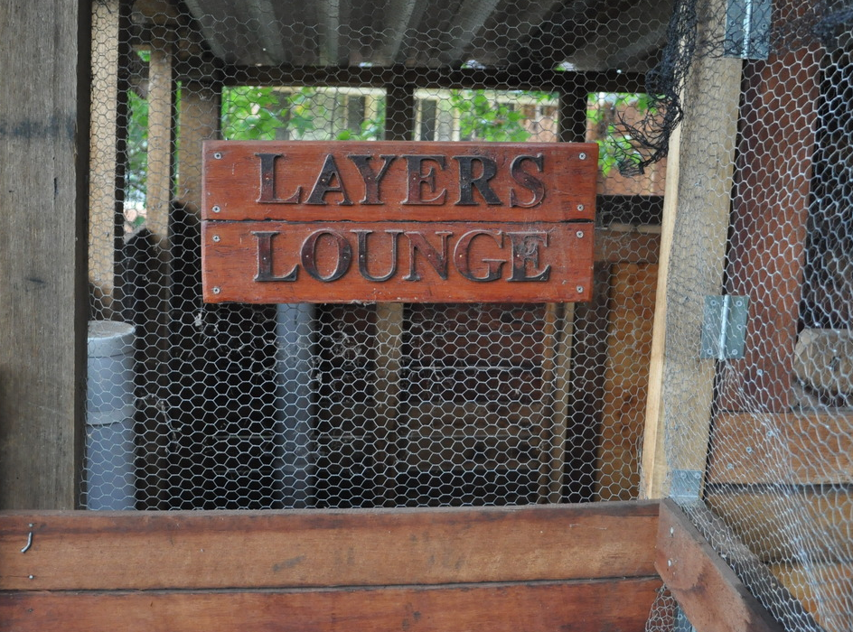 Keeping Chooks — Permaculture Northern Beaches