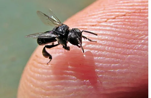 Native Bees of Sydney’s Northern Beaches — Permaculture Northern Beaches