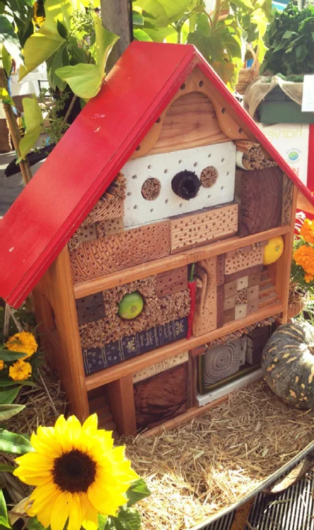 Native Bees of Sydney’s Northern Beaches — Permaculture Northern Beaches