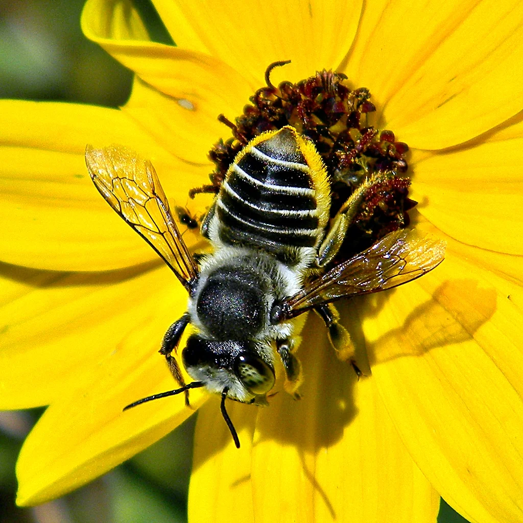 Native Bees of Sydney’s Northern Beaches — Permaculture Northern Beaches