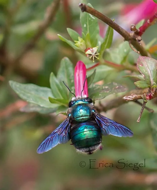 Native Bees of Sydney’s Northern Beaches — Permaculture Northern Beaches
