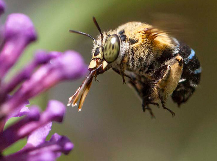 Native Bees of Sydney’s Northern Beaches — Permaculture Northern Beaches