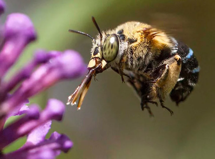 Native Bees of Sydney’s Northern Beaches — Permaculture Northern Beaches
