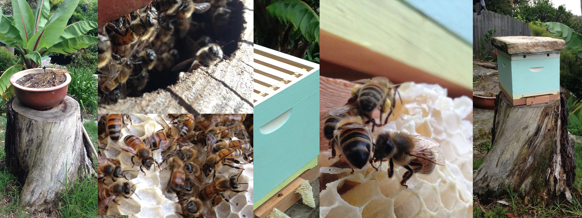 Northern Beaches Bees — Permaculture Northern Beaches