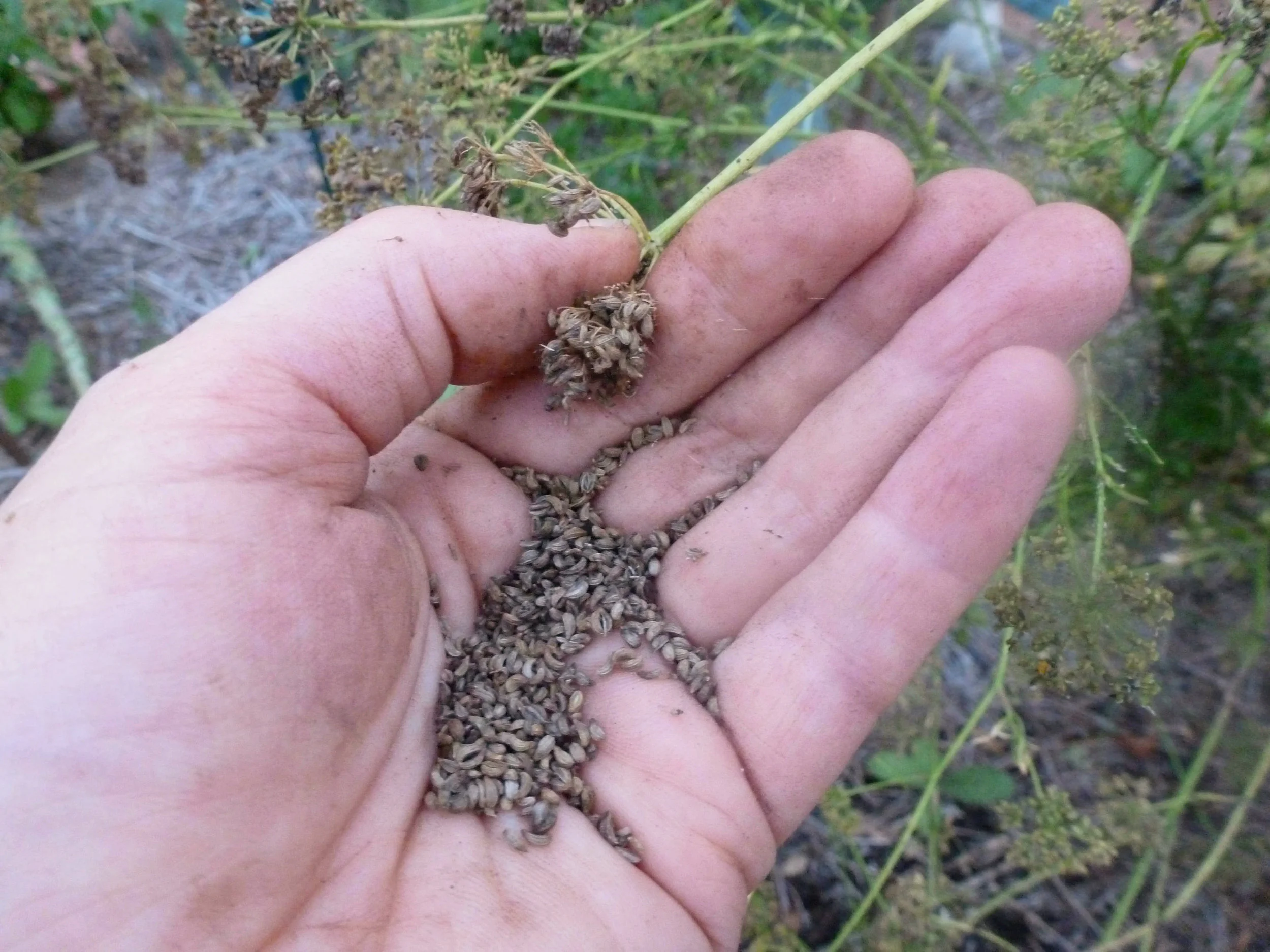 Food Security Is In Our Hands Permaculture Northern Beaches Food Security Is In Our Hands Permaculture Northern Beaches